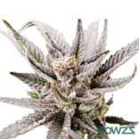 MacFlurry » Wirkung, Strain Reviews & Preise | flowzz