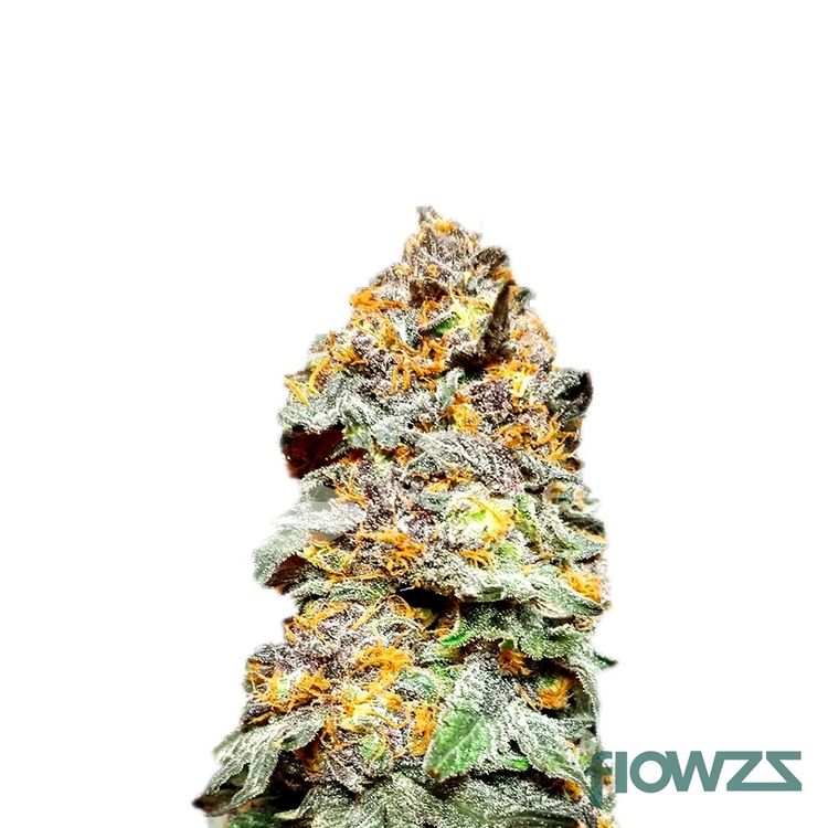 Bafokeng Choice » Wirkung, Strain Reviews & Preise | flowzz