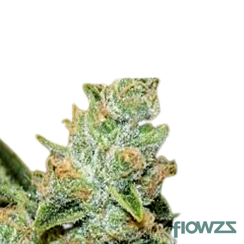 OG Kush x Wedding Cake » Wirkung, Strain Reviews & Preise | flowzz