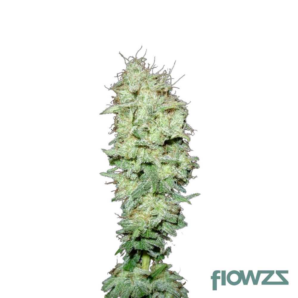 Herijuana » Wirkung, Strain Reviews & Preise | flowzz