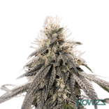 Frosted Fruit Cake » Wirkung, Strain Reviews & Preise | flowzz