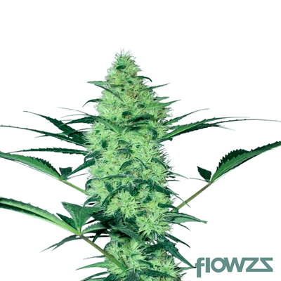 Wicked Frosted Mintz » Wirkung, Strain Reviews & Preise | flowzz