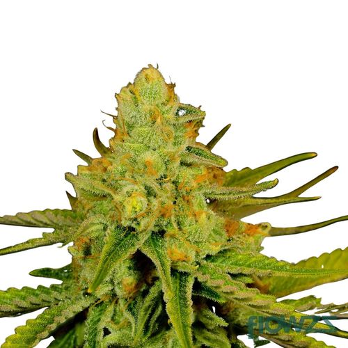 Sour Tangie » Wirkung, Strain Reviews & Preise | flowzz