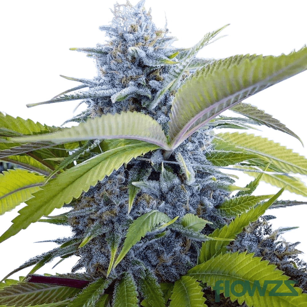 SMS » Wirkung, Strain Reviews & Preise | flowzz